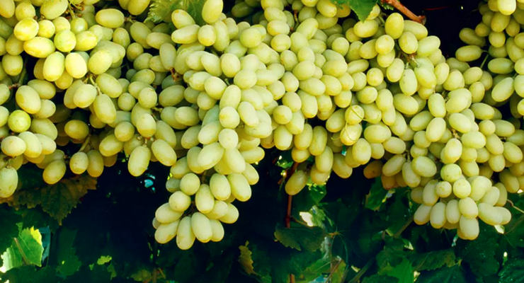 Pasadena Fruit Grower’s Expanding Organic Grape Program Spans the ...