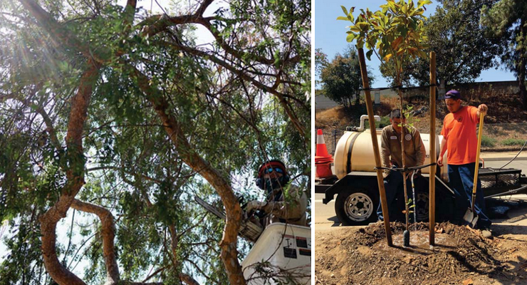 Pasadena Named a 2020 Tree City USA Designee – Pasadena Now