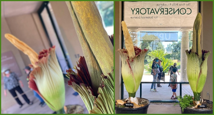 Two More Corpse Flowers in Bloom at Huntington Library – Pasadena Now