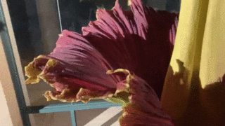 ‘Corpse Flower’ Blooms at Huntington Botanical Gardens – Pasadena Now