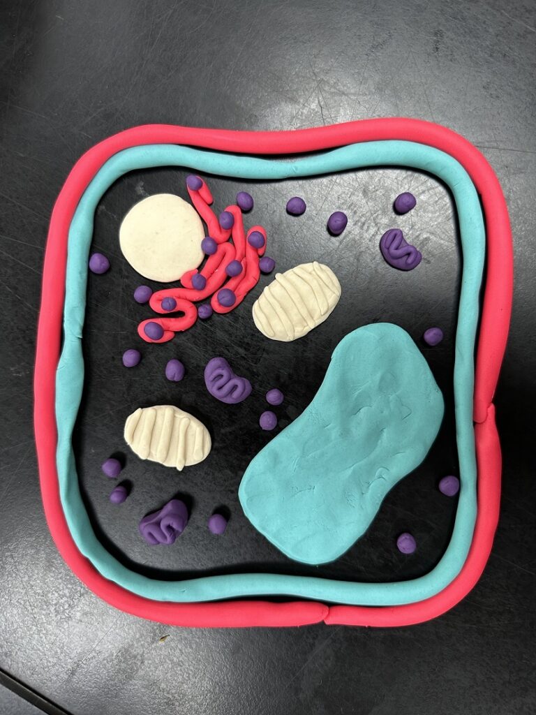 PHS AP Biology Students Gain Understanding of Cell Organelle Structures ...